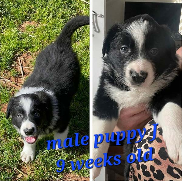 Border Collie Puppies - Top AKC Border Collie Puppies Breeder