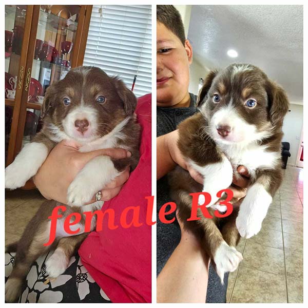Border Collie Puppies - Top AKC Border Collie Puppies Breeder